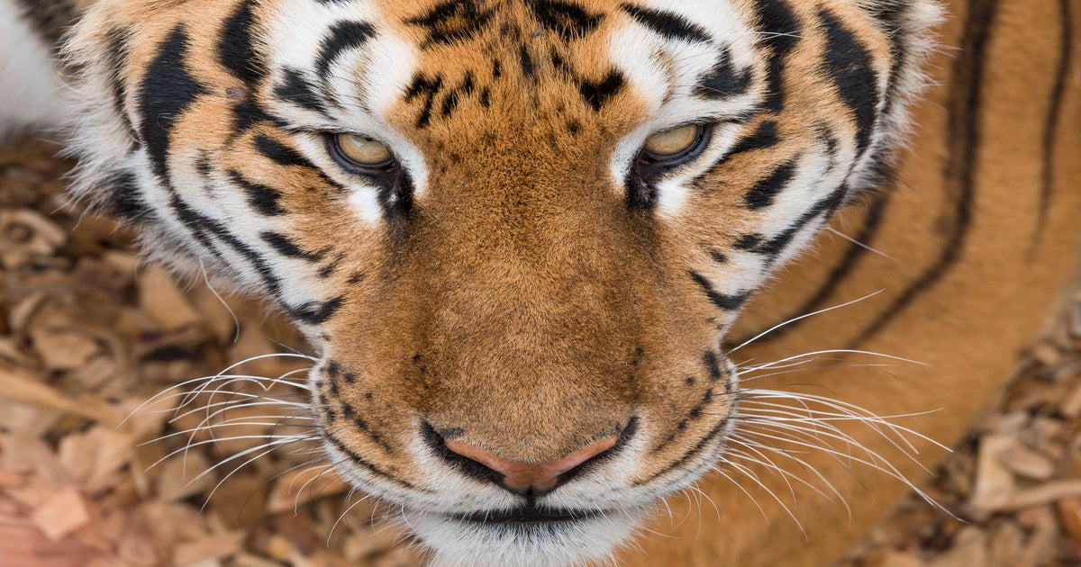 Colby Brown-Telling The Stories That Matter Most | Sony | Alpha Universe